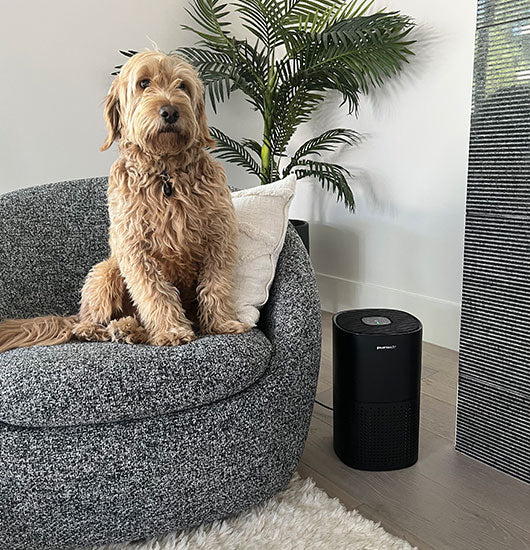 PuroAir Air Purifier | HEPA 14 Air Purifiers | Breathe With Confidence ...